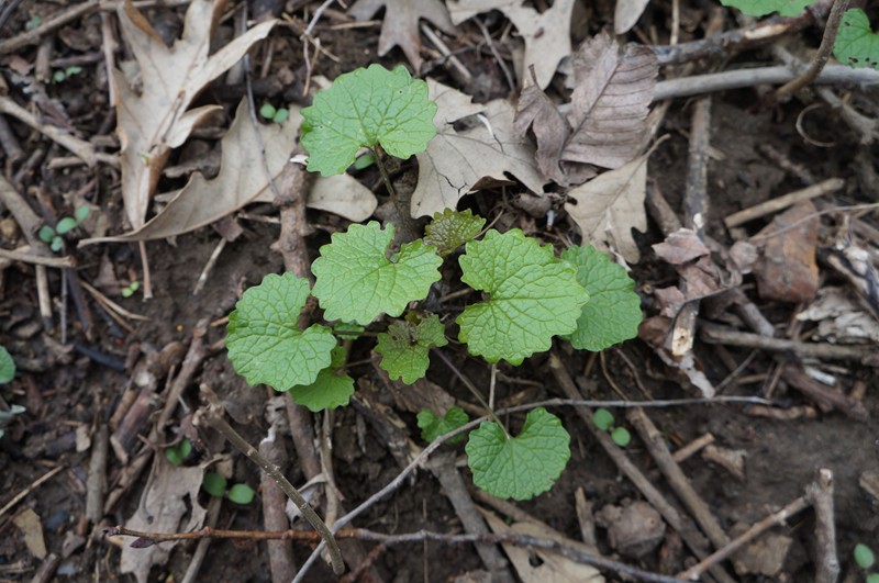 Foraging – South Dakota – Logan Spader